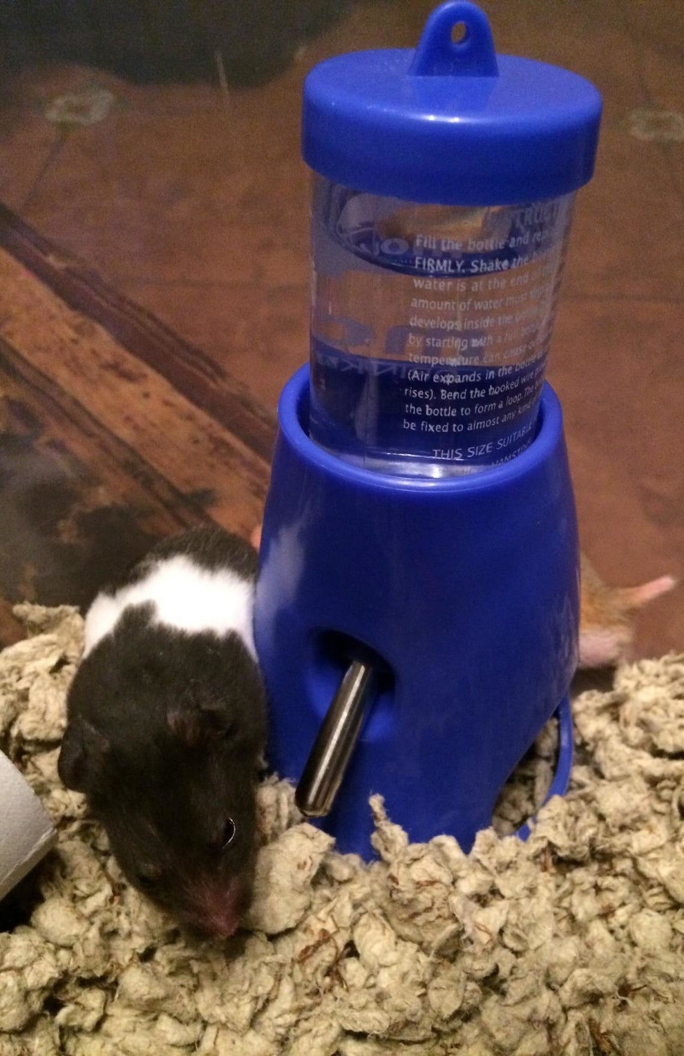 17 Things You Can Buy For Your Hamster On Amazon