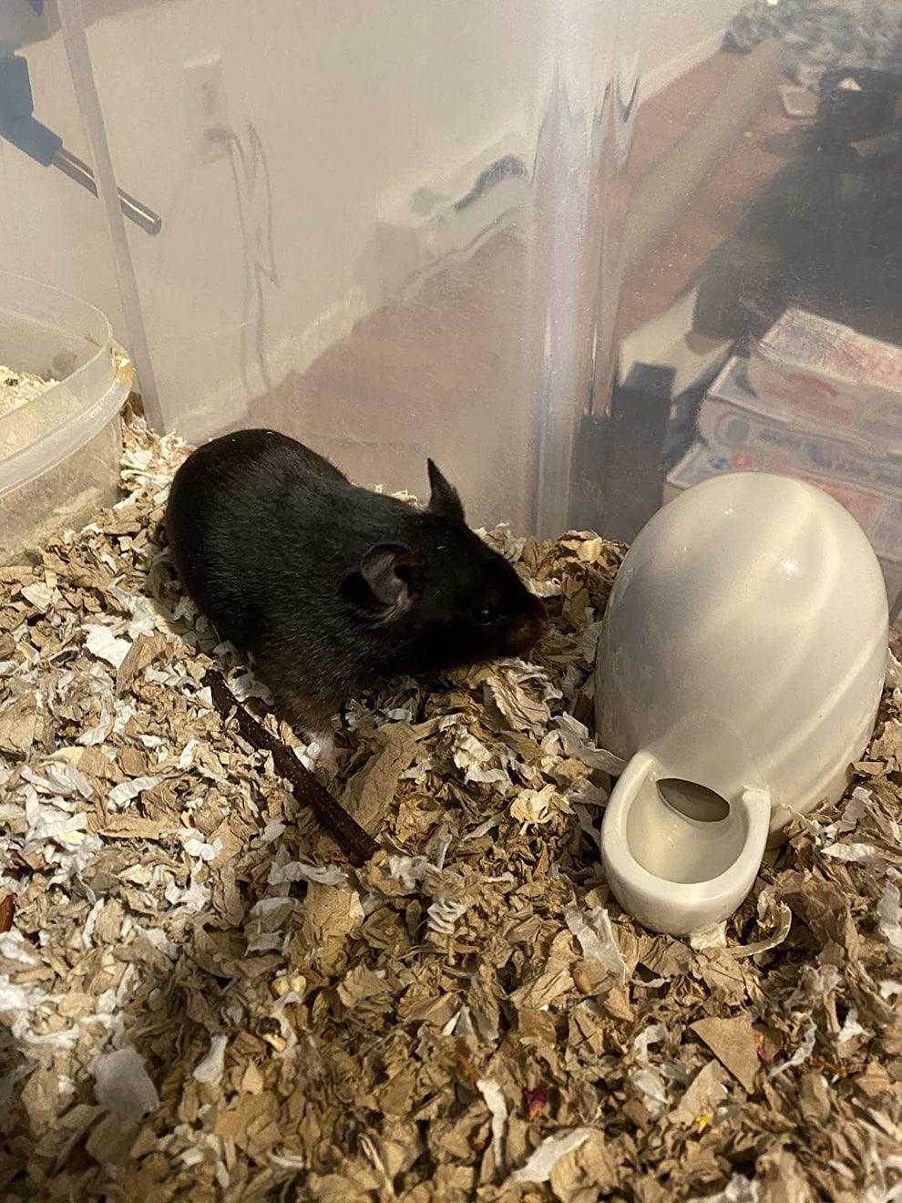 17 Things You Can Buy For Your Hamster On Amazon