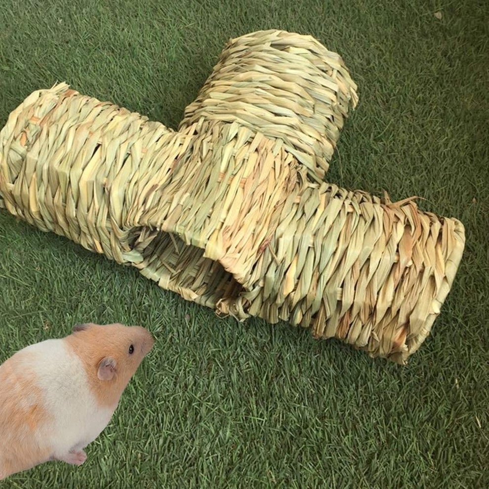 17 Things You Can Buy For Your Hamster On Amazon