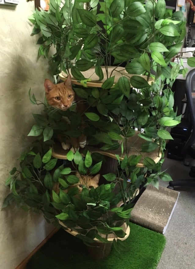 21 Best Cat Trees To Keep Kitty From Climbing The Walls