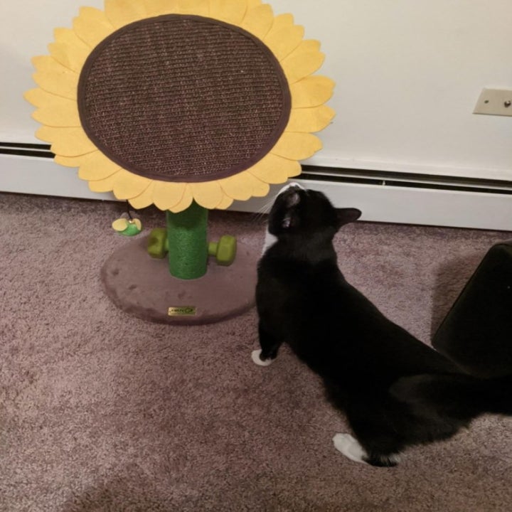 28 Amazon Highly-Reviewed, Problem-Solving Cat Products