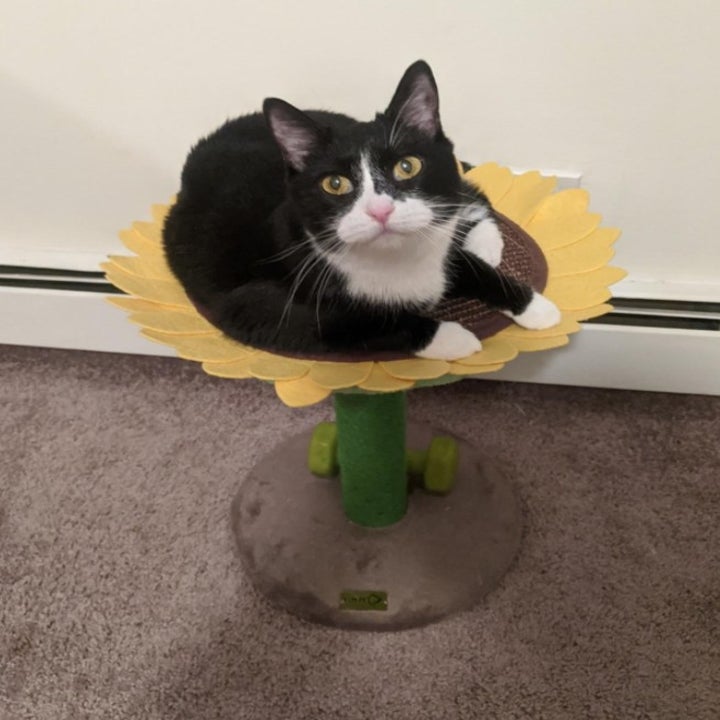 28 Amazon Highly-Reviewed, Problem-Solving Cat Products