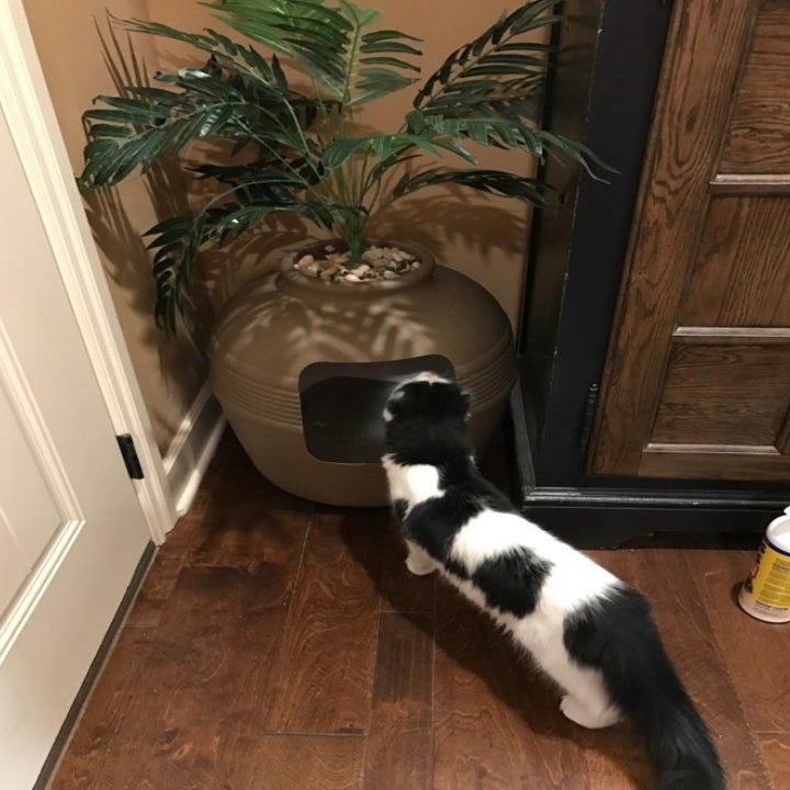 28 Amazon Highly-Reviewed, Problem-Solving Cat Products