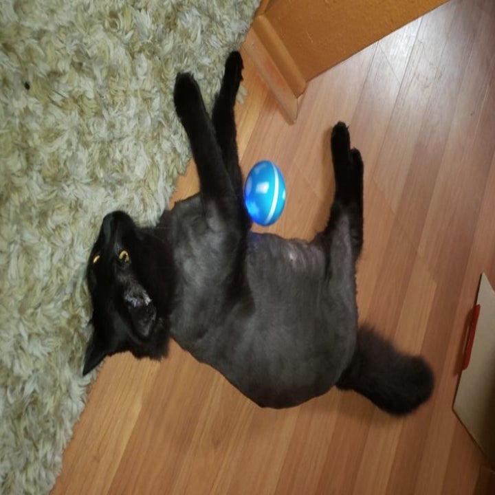 28 Amazon Highly-Reviewed, Problem-Solving Cat Products