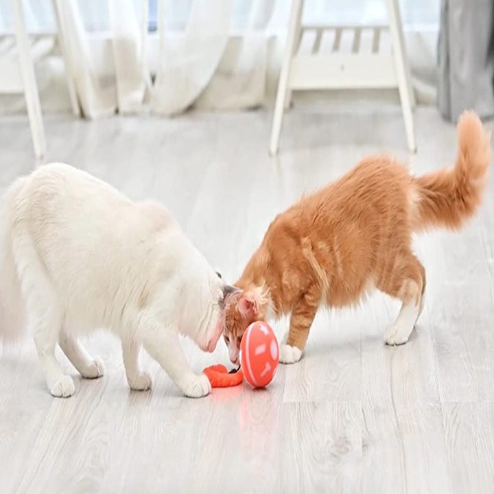 28 Amazon Highly-Reviewed, Problem-Solving Cat Products