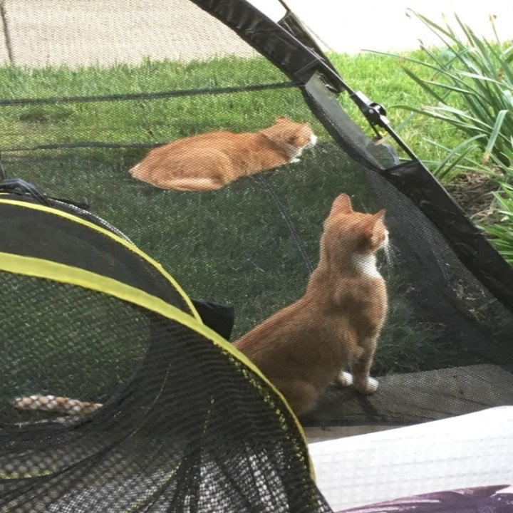 28 Amazon Highly-Reviewed, Problem-Solving Cat Products