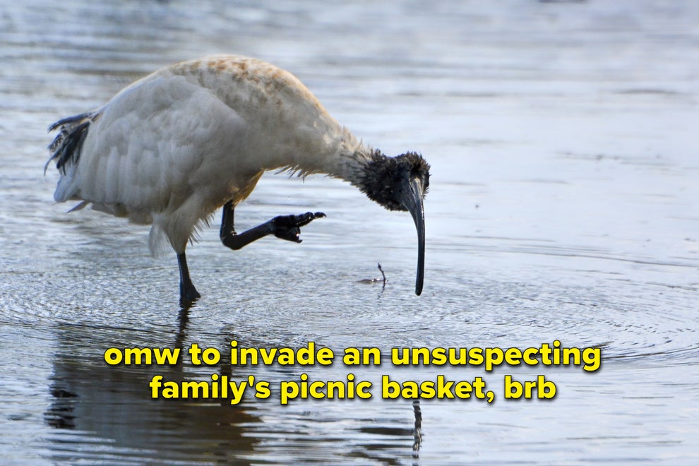 It's Time We Talk About Why The Ibis Is Actually Iconic