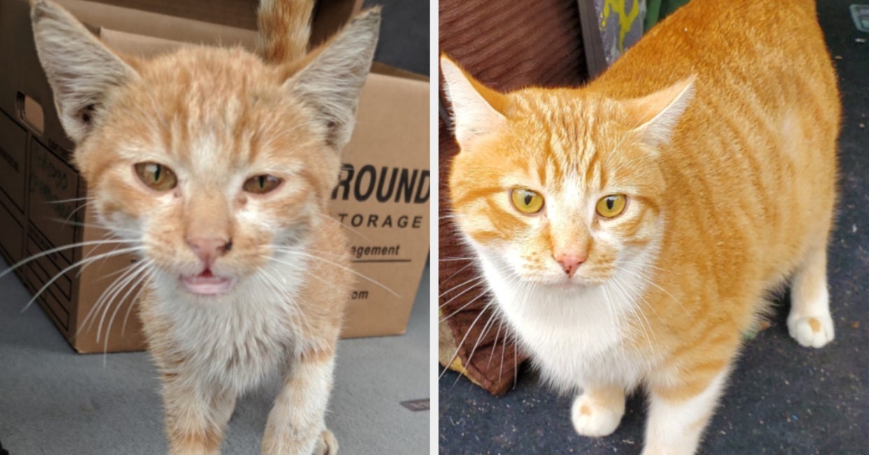 cat before after
