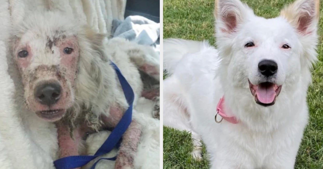 19 Photos Of Dogs Before And After Getting Adopted
