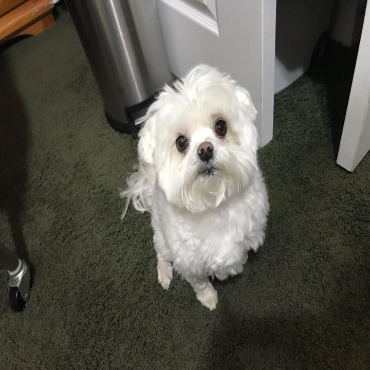 25 Cheap Pet Products From Amazon With Review Photos