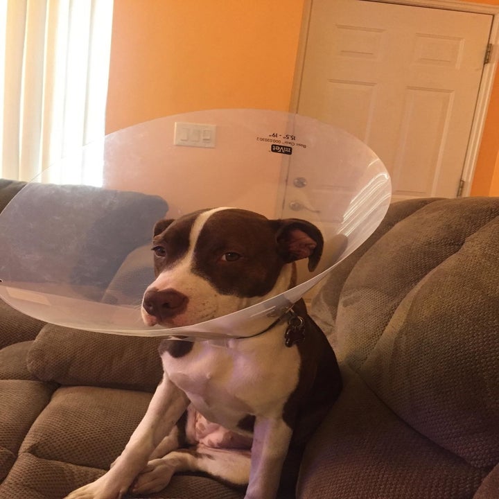 25 Cheap Pet Products From Amazon With Review Photos