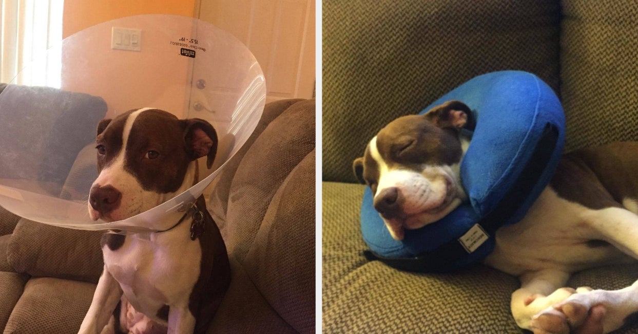 25 Cheap Pet Products From Amazon With Review Photos