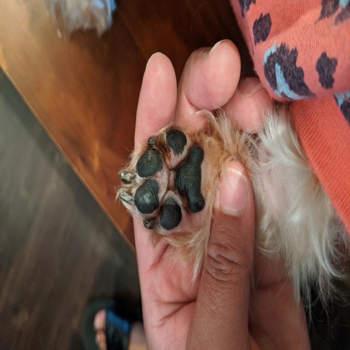 25 Cheap Pet Products From Amazon With Review Photos