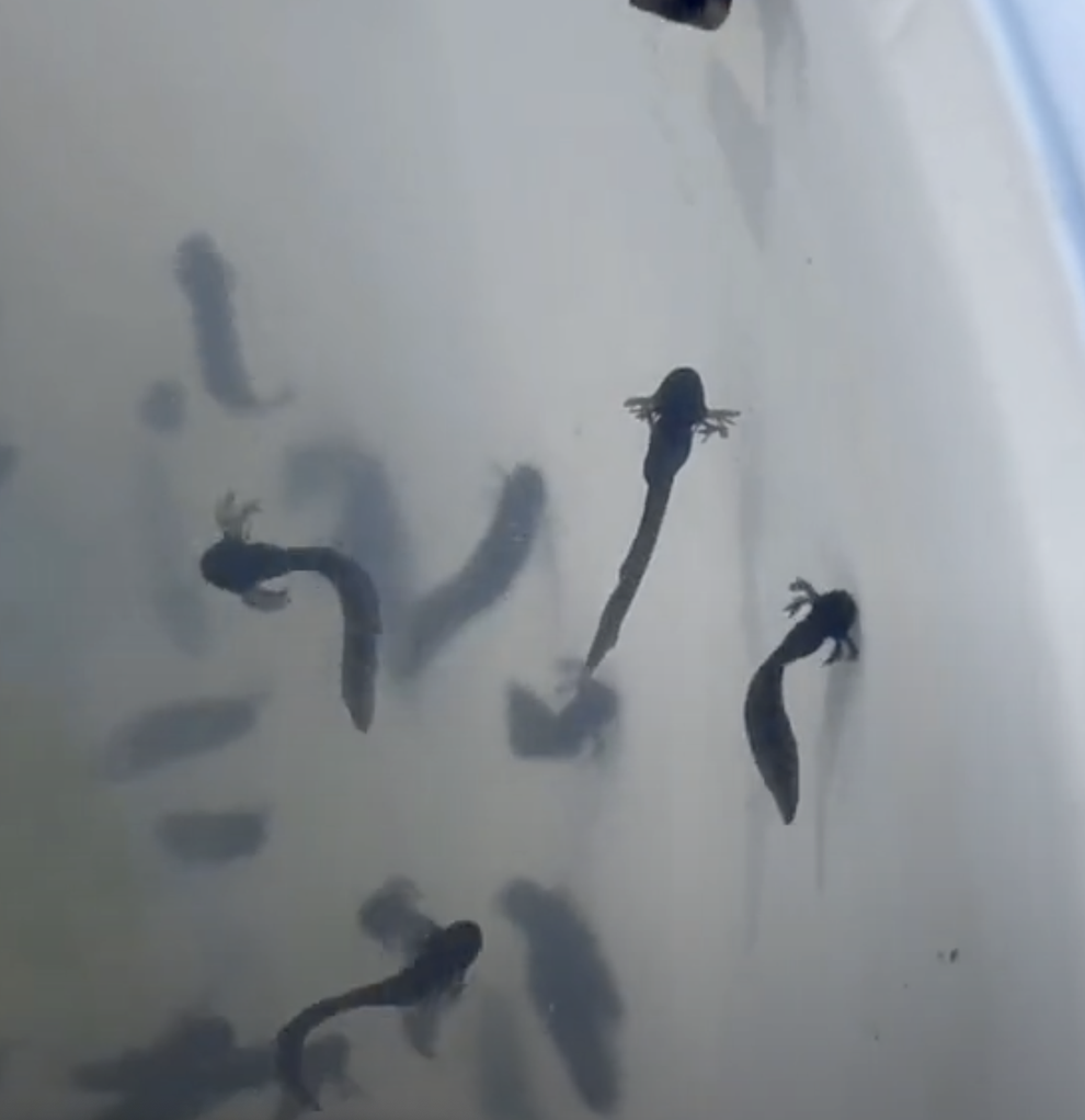 TikTok Frog Army Thousands Of Tadpoles To Frogs Journey