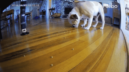 30 Clever Pet Products That Are Worth Investing In