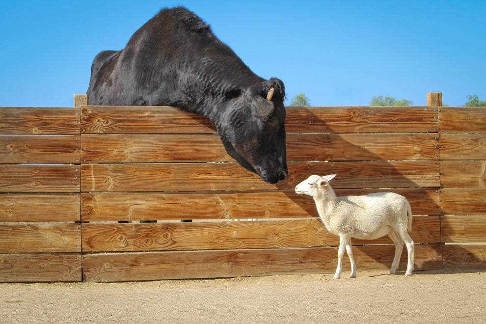 35 Rescue Animals Who Helped Change The World