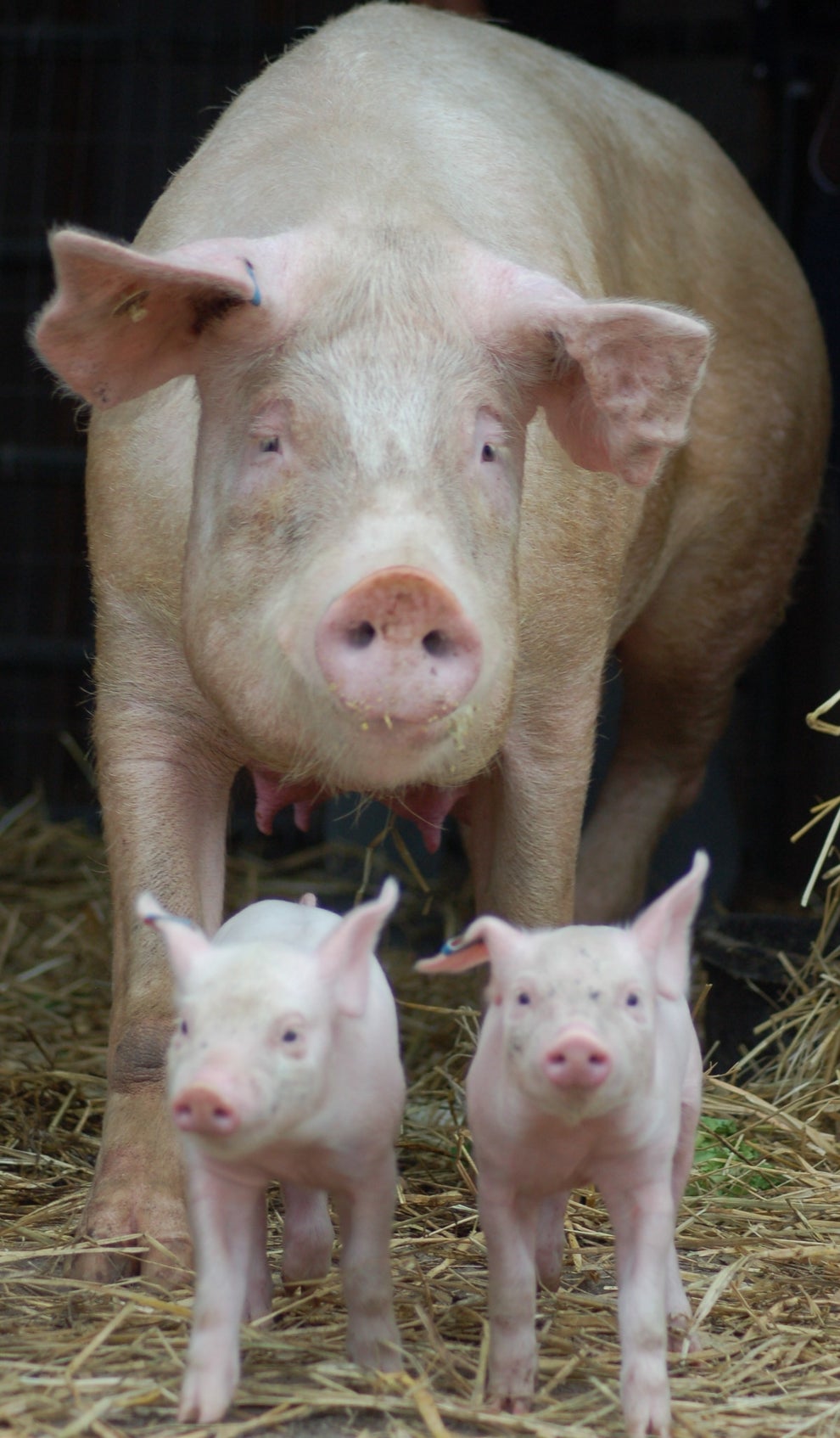 35 Rescue Animals Who Helped Change The World