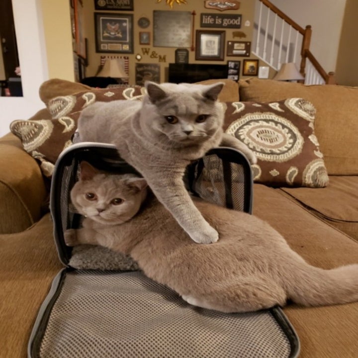 15 Amazon Products That Long-Haired Cats' Owners Swear By