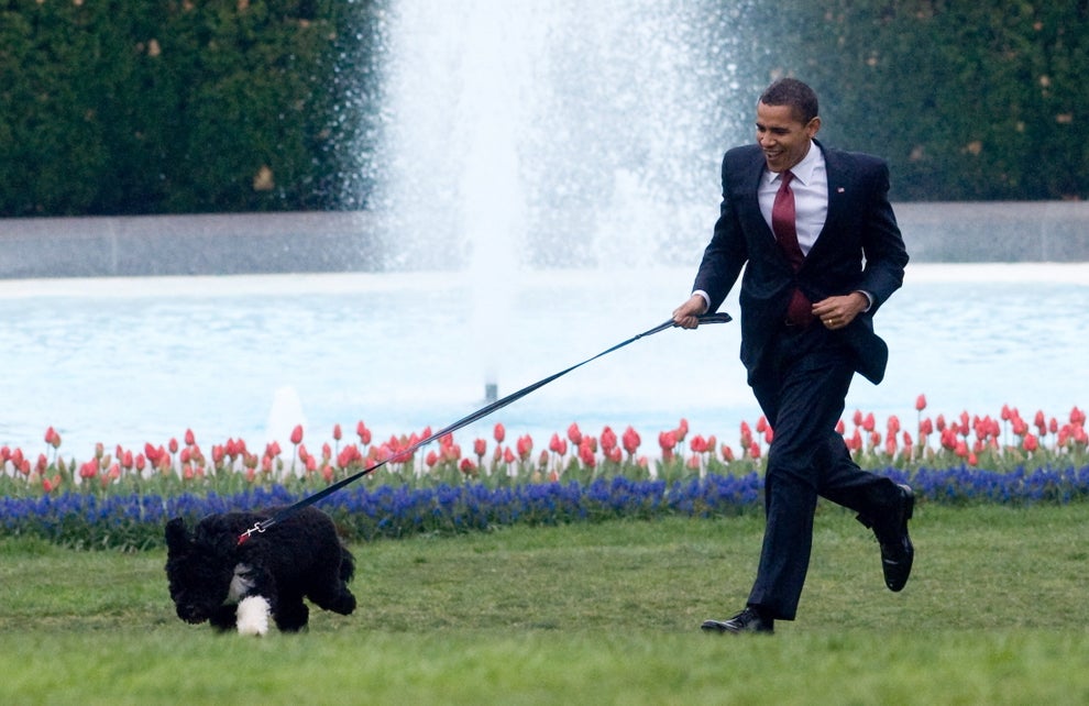 Photos Of The Obamas' Dog Bo