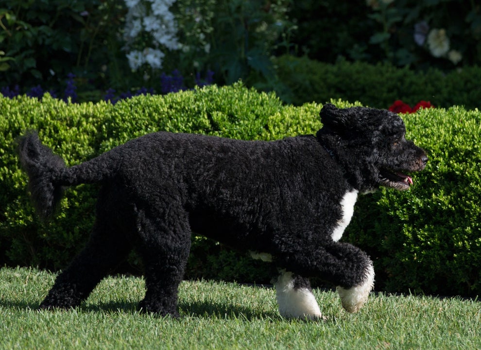 Photos Of The Obamas' Dog Bo