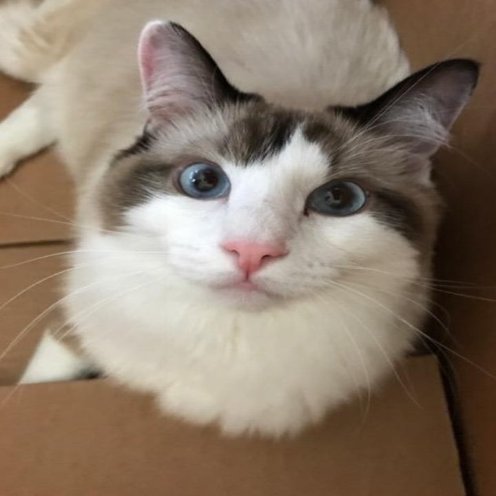 15 Amazon Products That Long-Haired Cats' Owners Swear By