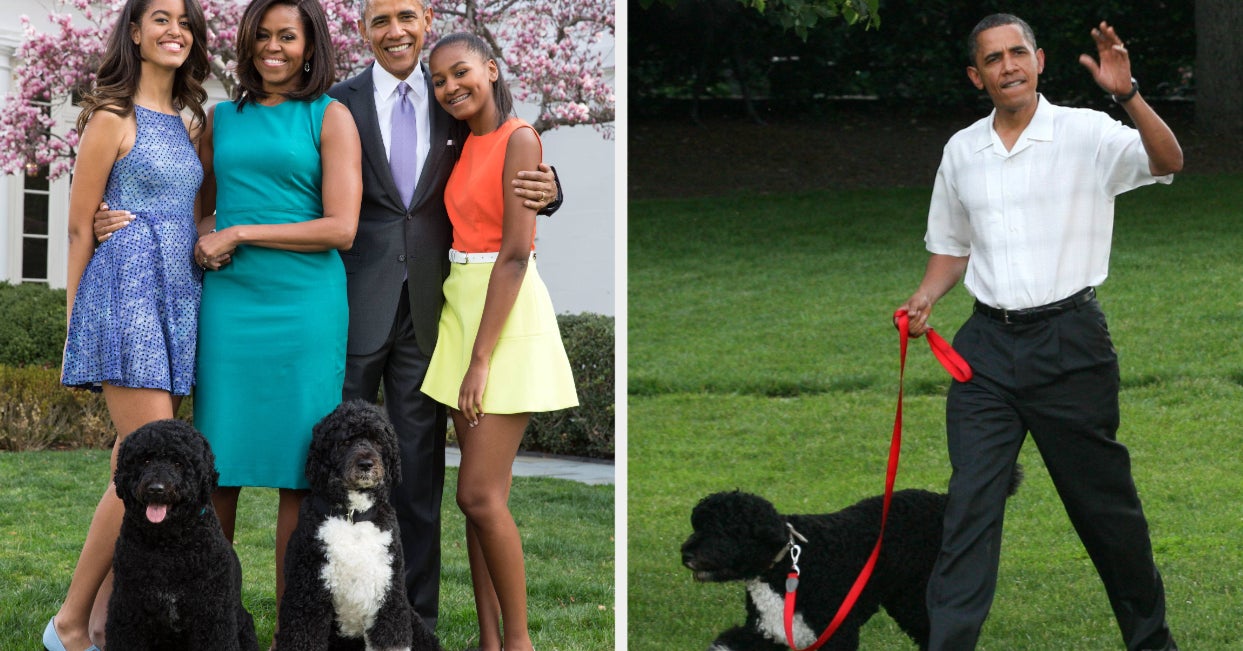 Photos Of The Obamas' Dog Bo