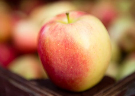 Apple Preference Quiz