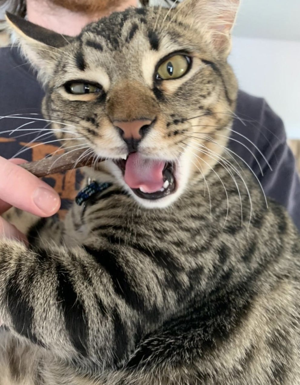 25 Things From Amazon To Entertain Your Cat