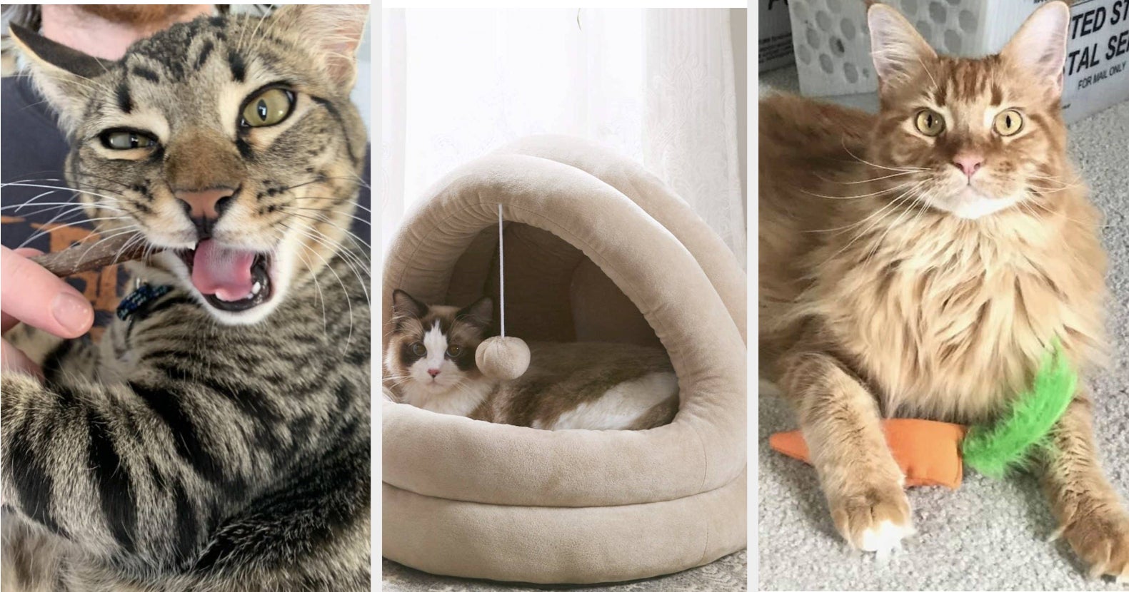 25 Things From Amazon To Entertain Your Cat