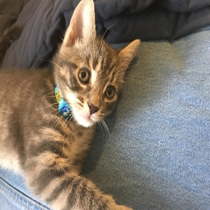 25 Things From Amazon That Kitten Owners Swear By