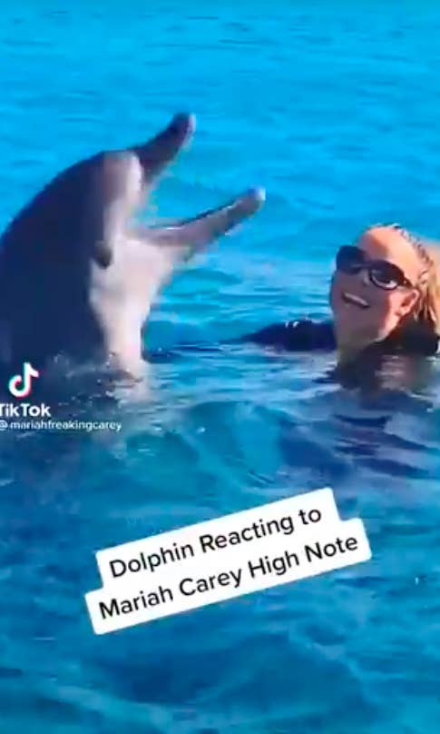 mariah dolphin