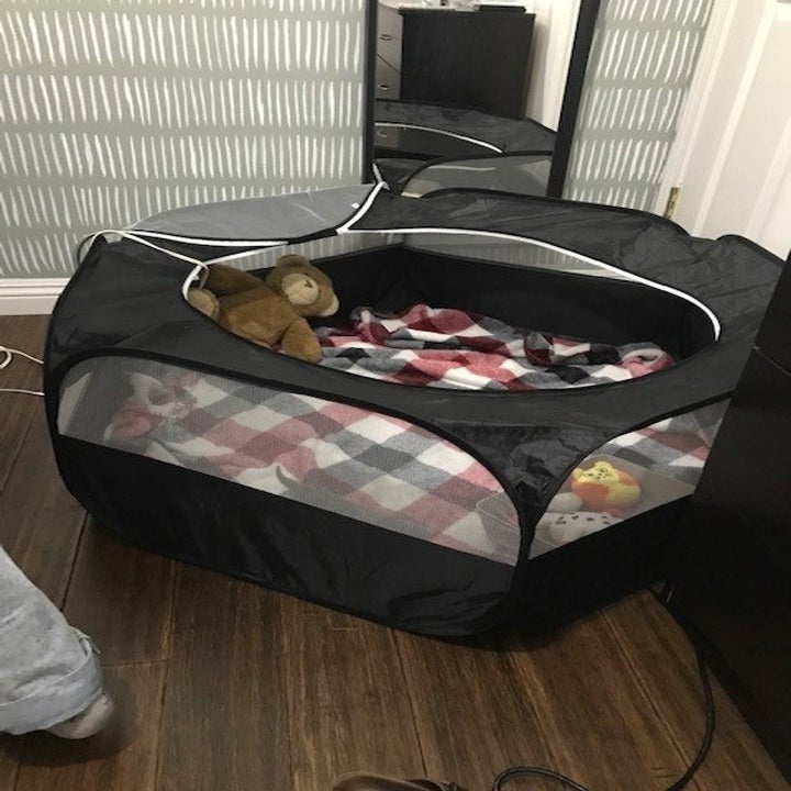 25 Things From Amazon That Kitten Owners Swear By