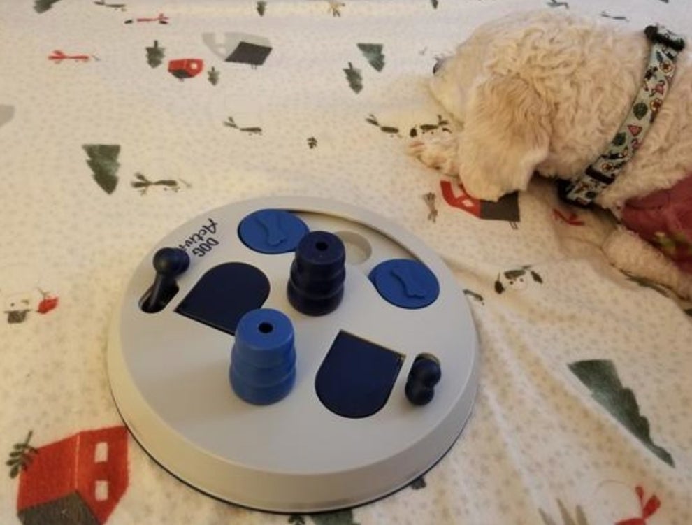 20 Products To Solve Pet Problems