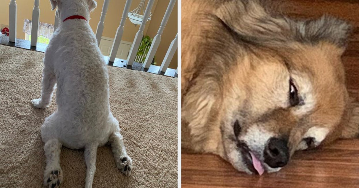 Show Me Your Dog That You Think Is Broken