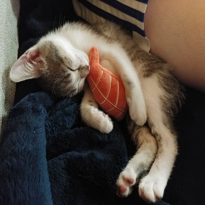25 Things From Amazon That Kitten Owners Swear By