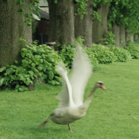 Flying Swan Gif
