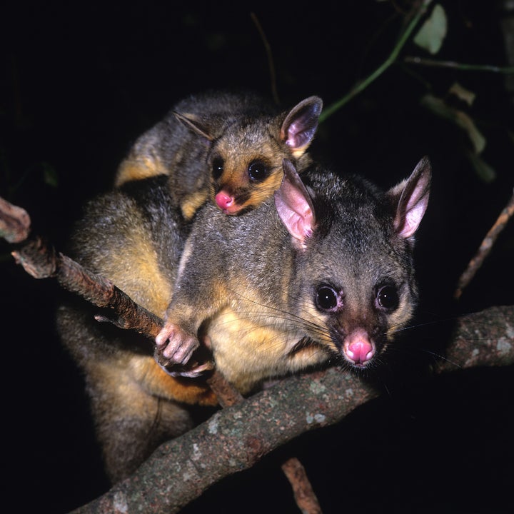 I Pray That I'm Never As Unlucky As This Woman Who Had A Possum Jump Up ...