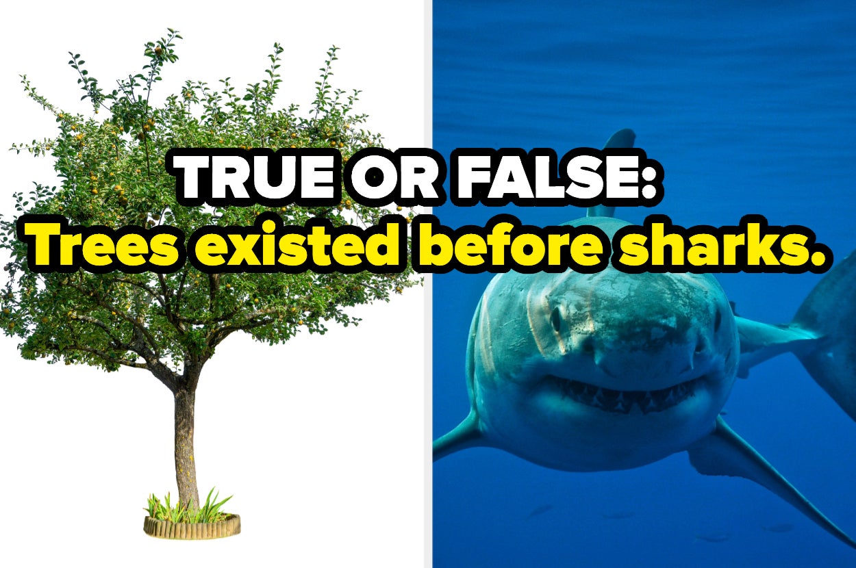 True Or False Trivia Questions Nov 01 2021 True Or False Questions