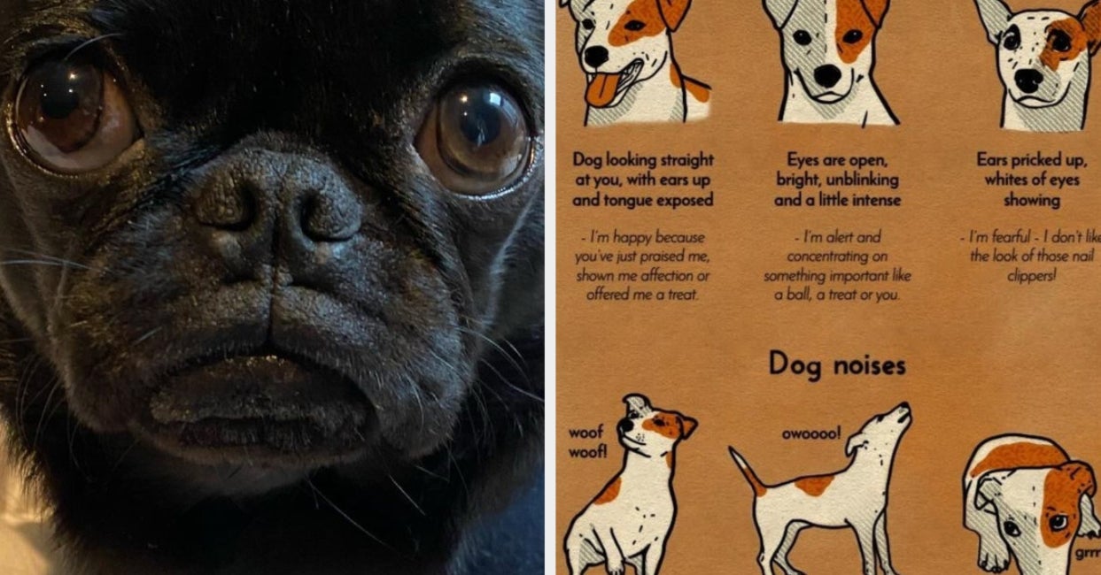 26 Helpful Charts All Dog Owners Should Have Bookmarked