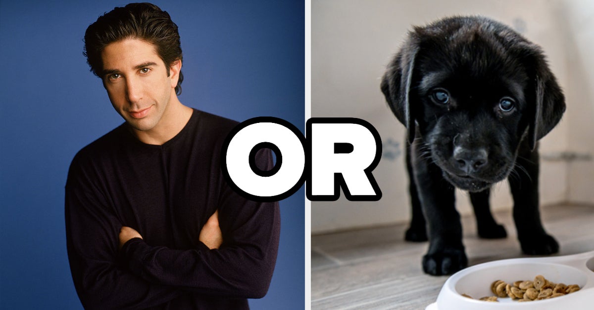 Will You Get To See A Friends Character Or A Puppy Pic?