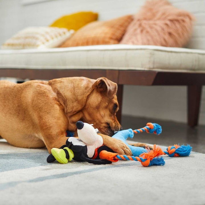 21 Interactive Toys From Chewy To Keep Dogs Entertained