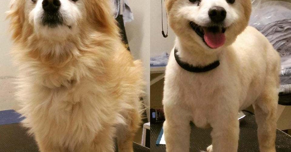 29 Really Old Senior Pets Who Prove Old Really Is Gold