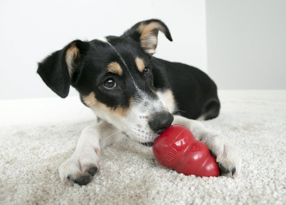 25 Things From Chewy To Pamper Your Pet