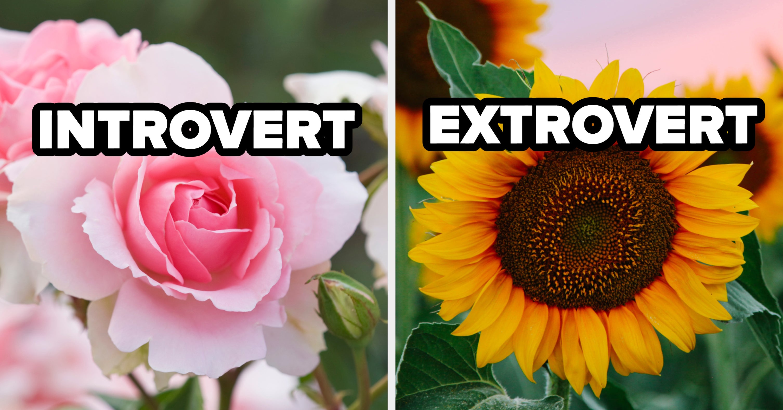 Design A Beautiful Garden And We'll Reveal If You're An Extrovert Or An ...
