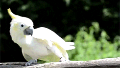 These Talking Birds Will Definitely Impress You