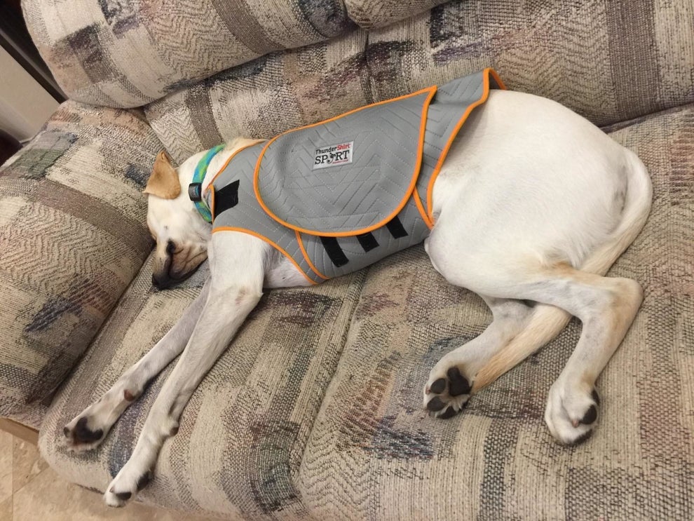 33 Under-$50 Dog Products That Are Just Plain Useful