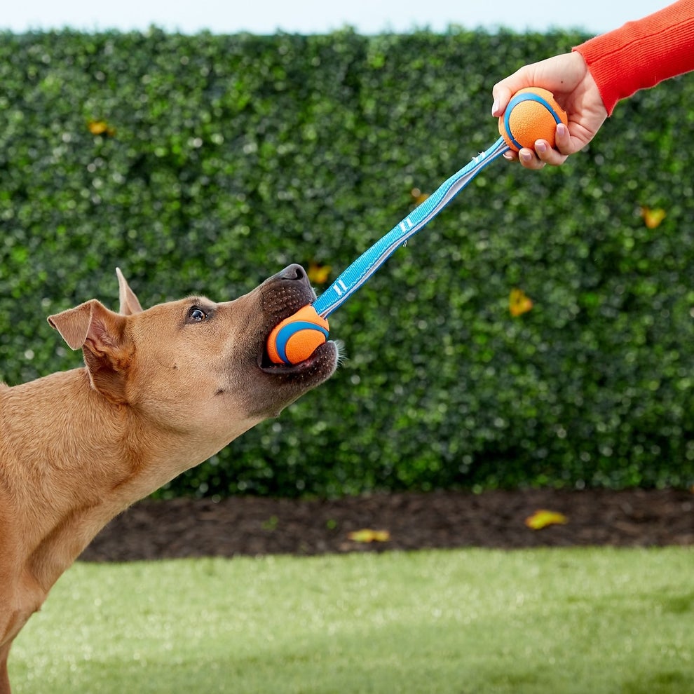 28 Things From Chewy That Dog Owners Find Extremely Useful