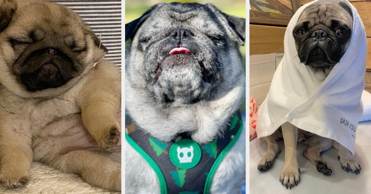 20 Of The Cutest Pugs On Instagram