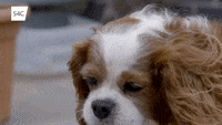 Teacup Dogs On Instagram That Are So Cute It Hurts