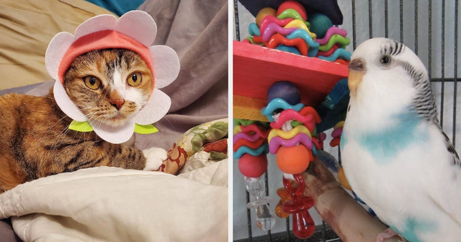 22 Popular Pet Products For All Kinds Of Animals